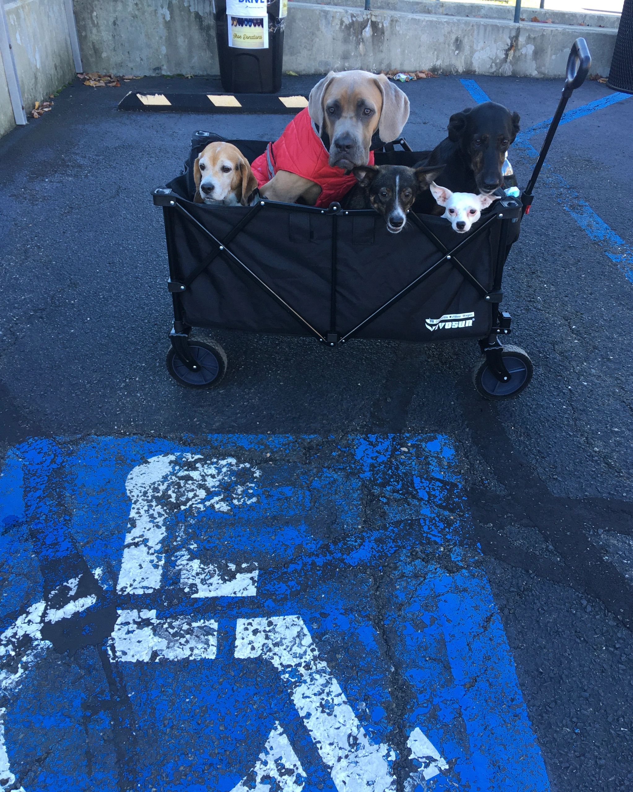 The Laughing Dogs Lounge