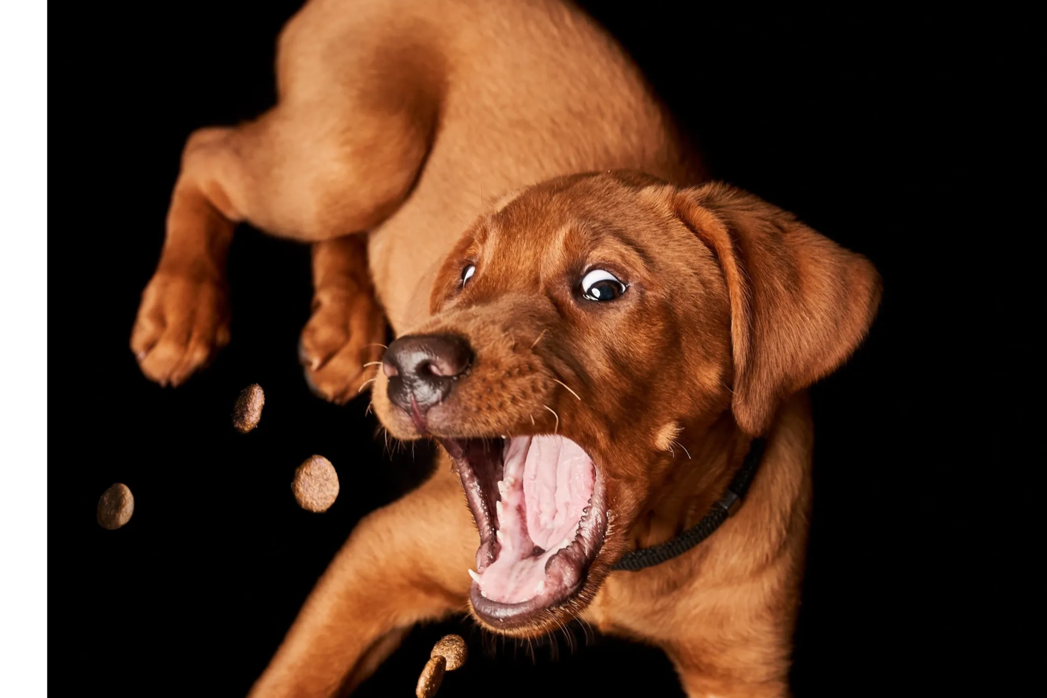 Shop Natural Dog Treats Online at Wild Paws Hub