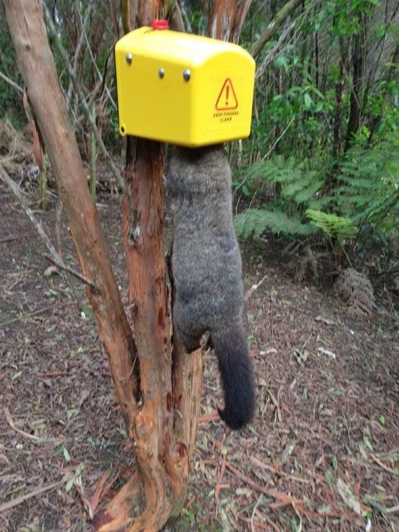 WE'LL CUSTOMISE ORDERS | Dead Rat Ltd.