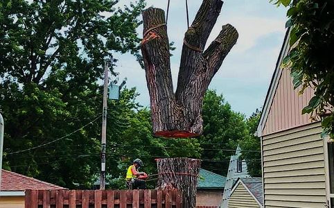 Tree Service - Tlc Tree Service, LLC