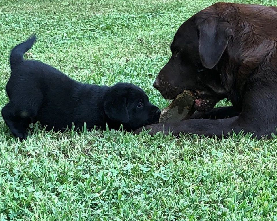 Stonegate Labradors and Pottery