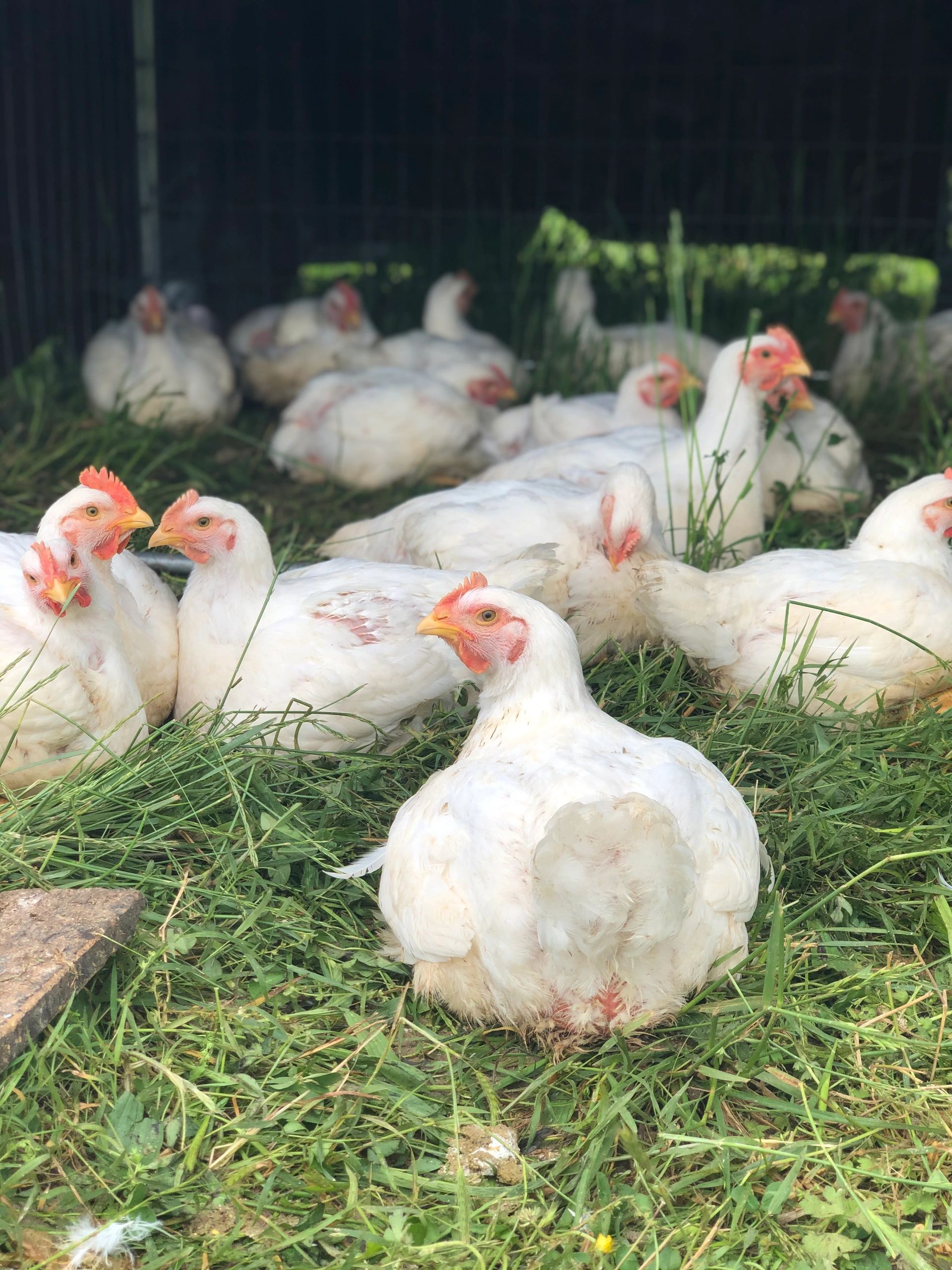 Poultry Processing Workshop