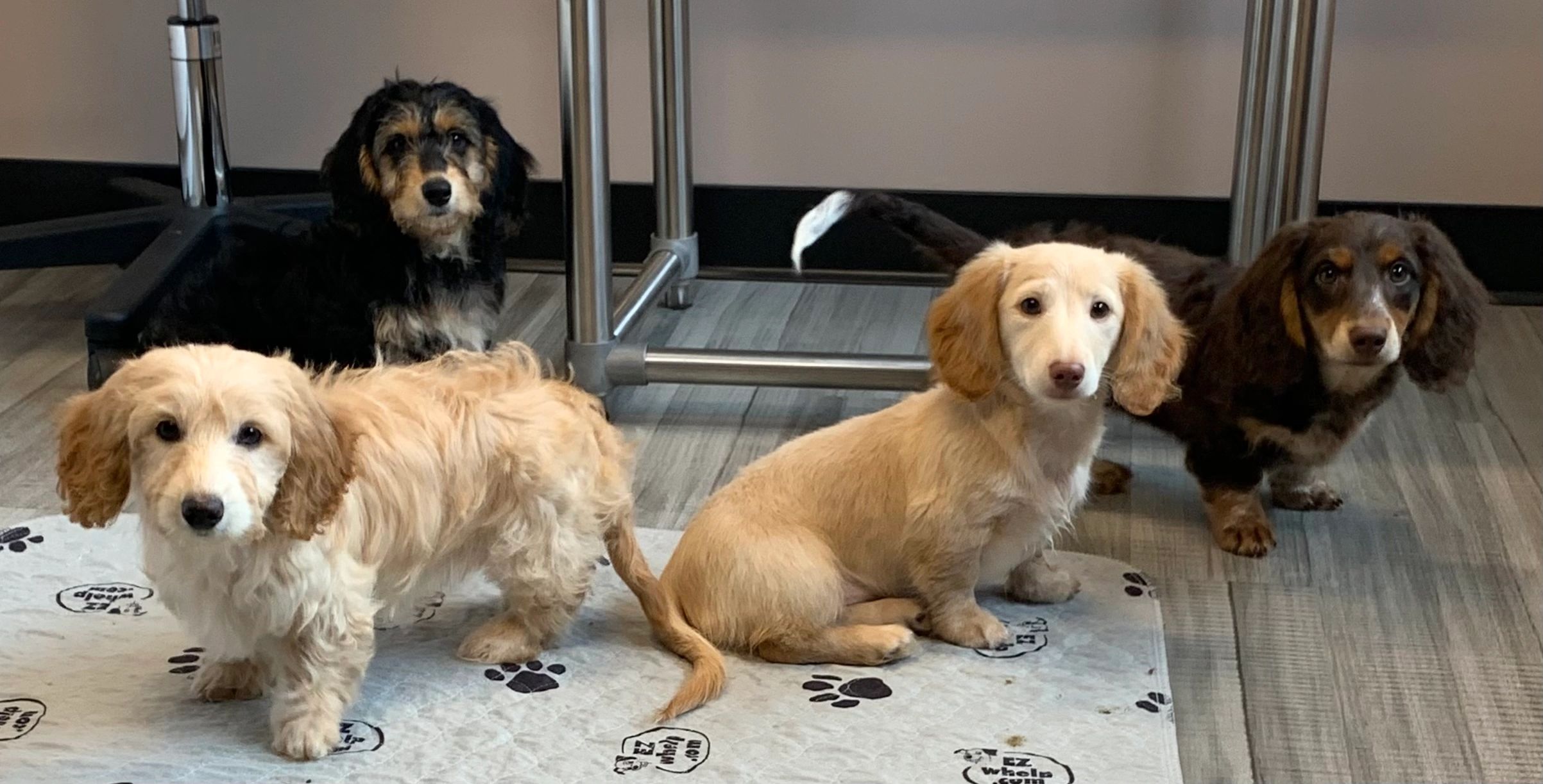 WZ Kennels - Home
