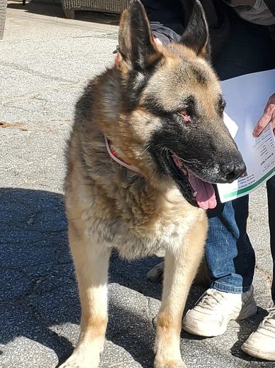 Golden Years Dog Sanctuary - Dog Rescue, Senior Dog