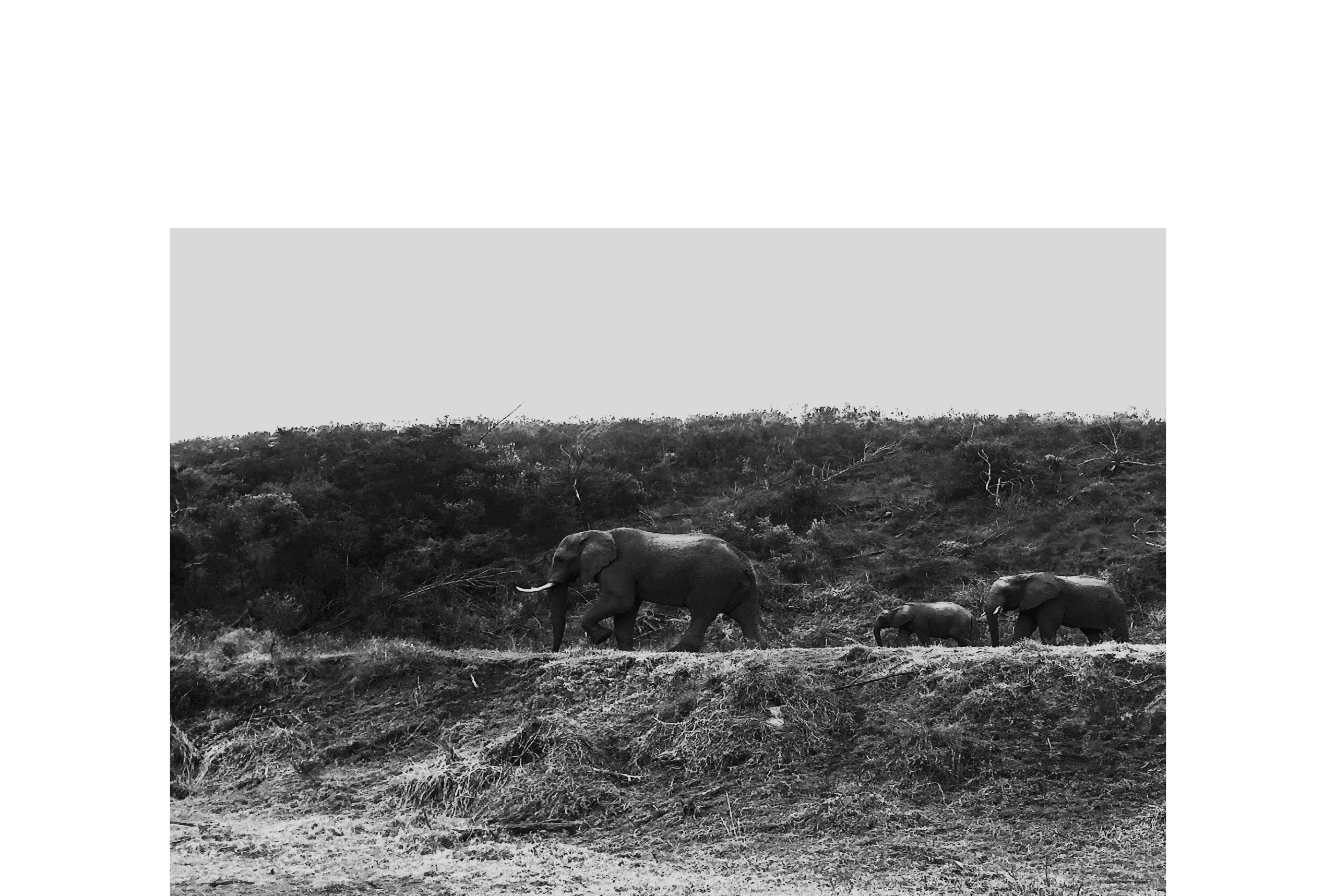 It Consultancy Services Solid Networks