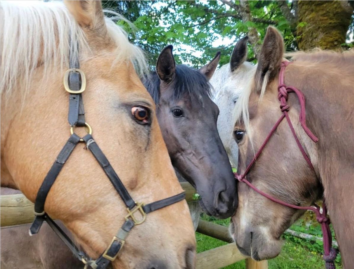 Explore Premier Camping Sites at Greenstone Farm