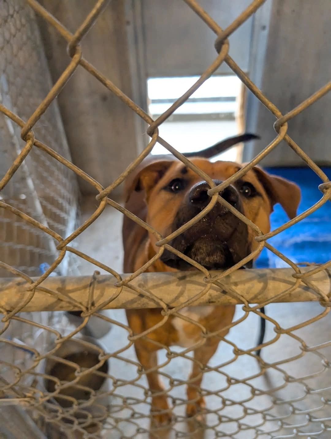 Adoptable Dogs - Find Your Perfect Rescue Dog