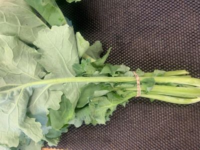 LANNI ORCHARDS INC - Local, Farm, Orchard