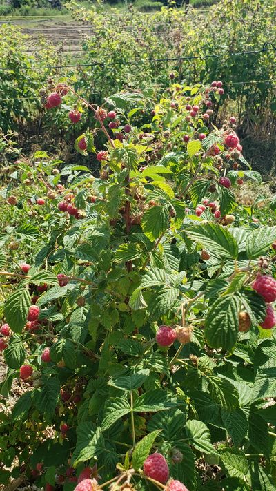 LANNI ORCHARDS INC - Local, Farm, Orchard