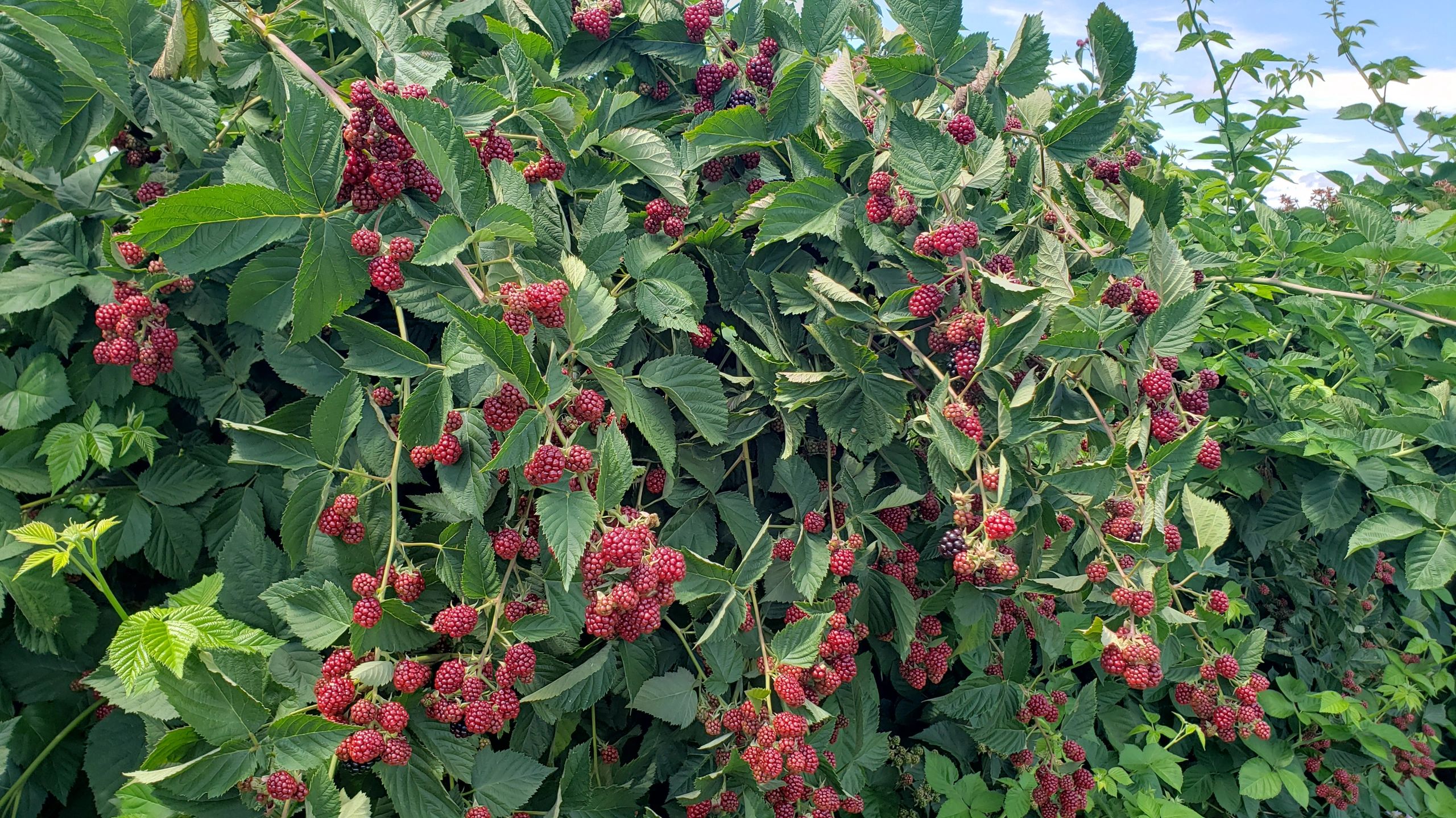 C.S.A. Community Supported Agriculture - LANNI ORCHARDS INC | LANNI ...