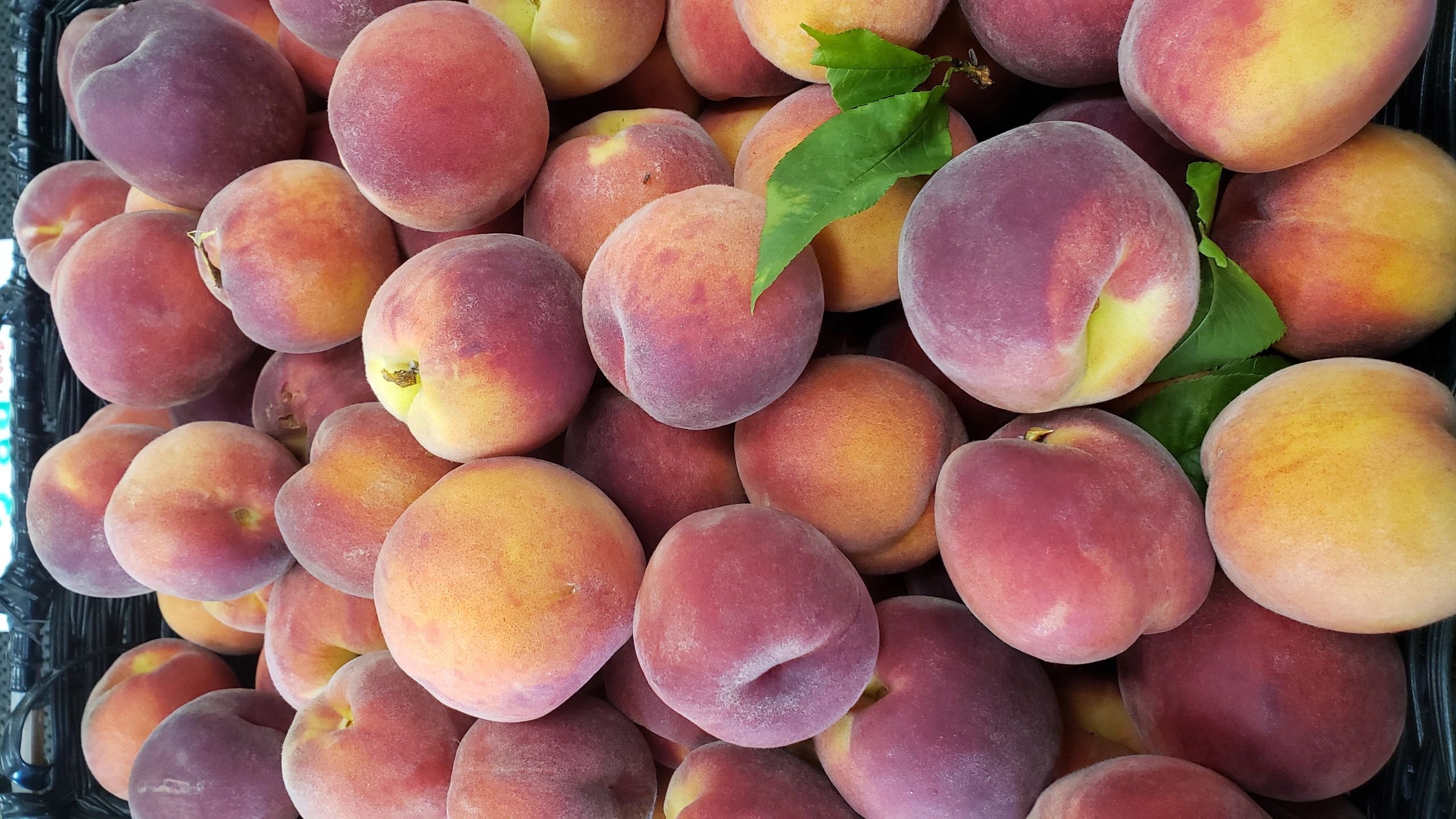 Orchard, Local Products - LANNI ORCHARDS INC - Lunenburg, Massachusetts