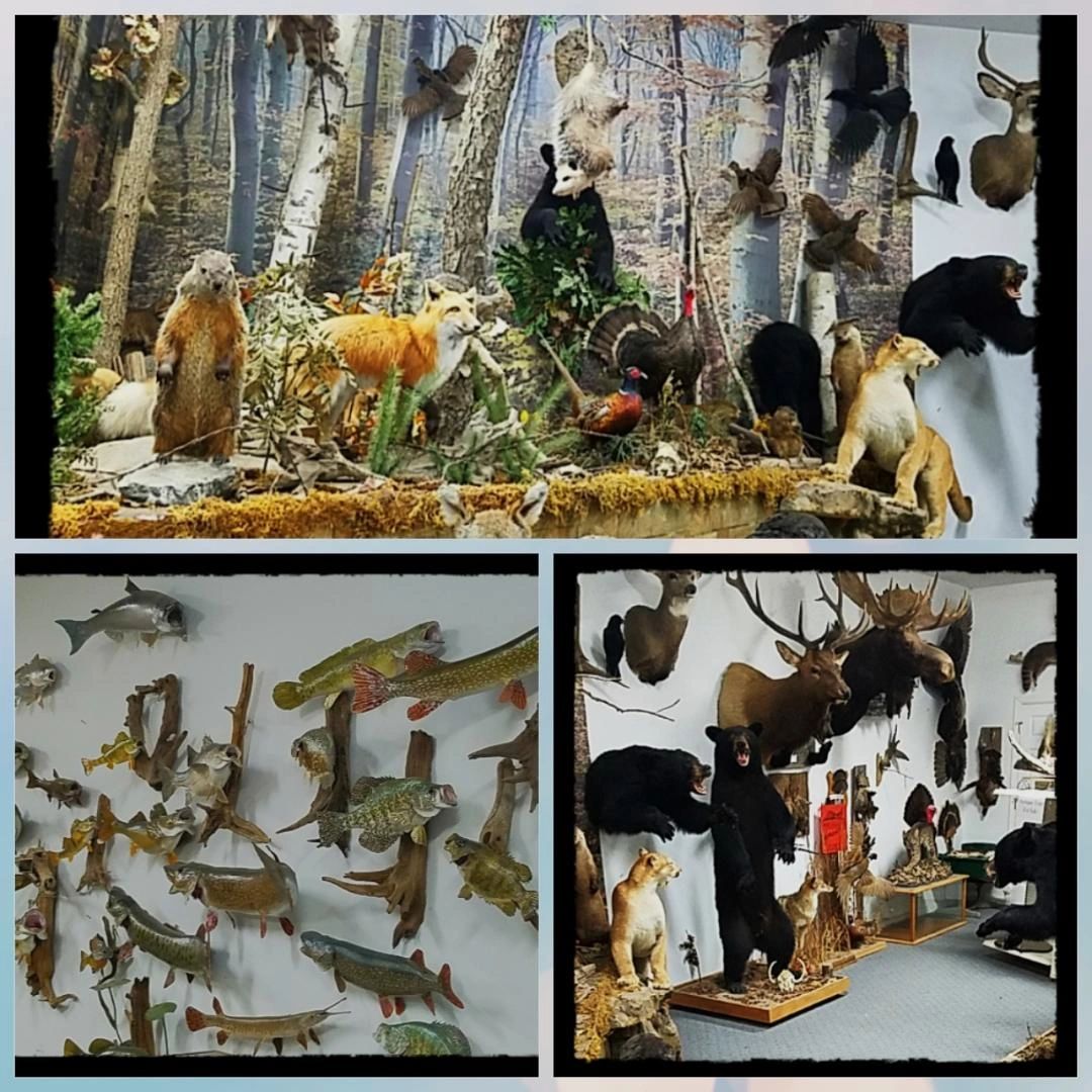 Taxidermist - Realistichuntingtaxidermy