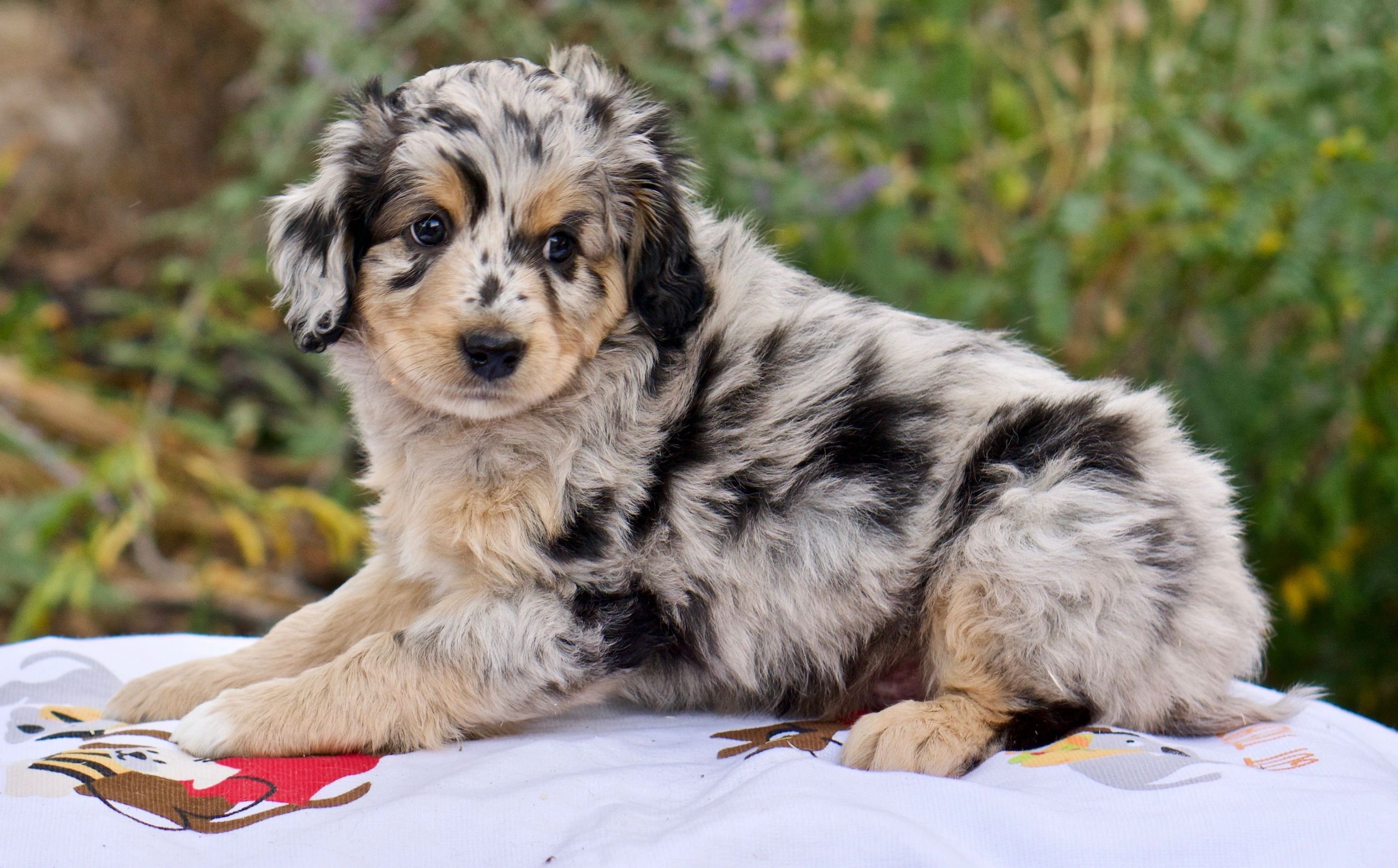 Aussiedoodle Merle
