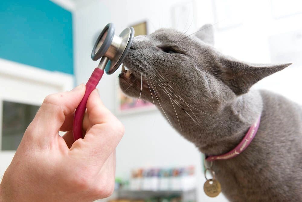Pyrmont Vet - Veterinarian, Cattery