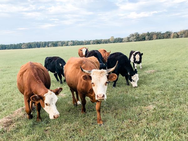 Miniature Cattle Home | Mini Cows & Goats| Broadway Family Farms