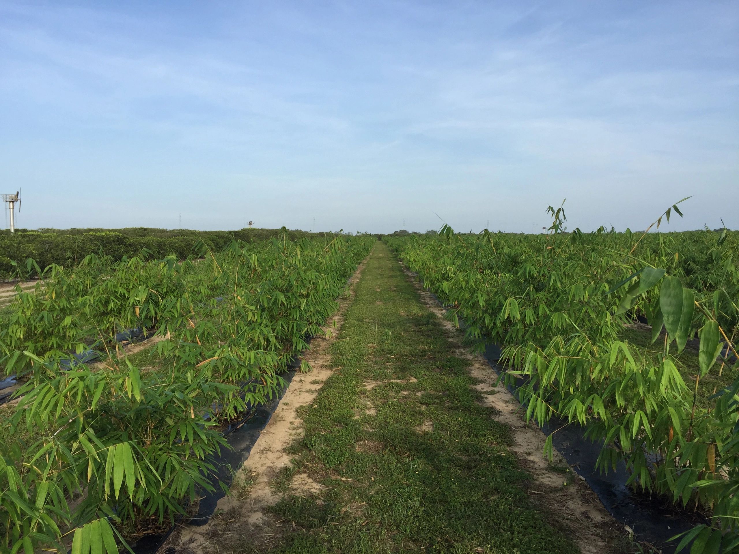 Florida Bamboo Growers Association