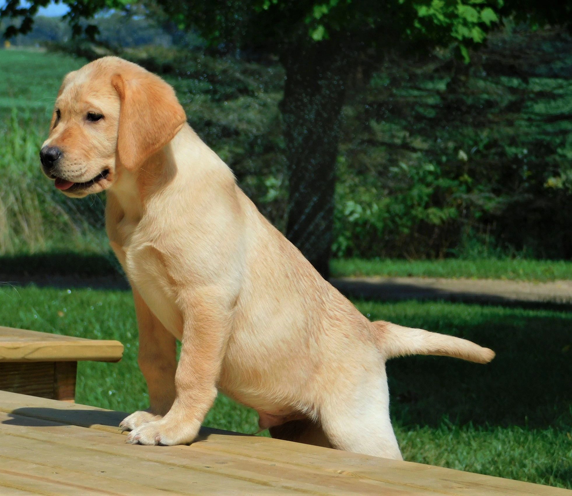 Redwood English Labradors - Labrador Puppies, AKC English Labradors