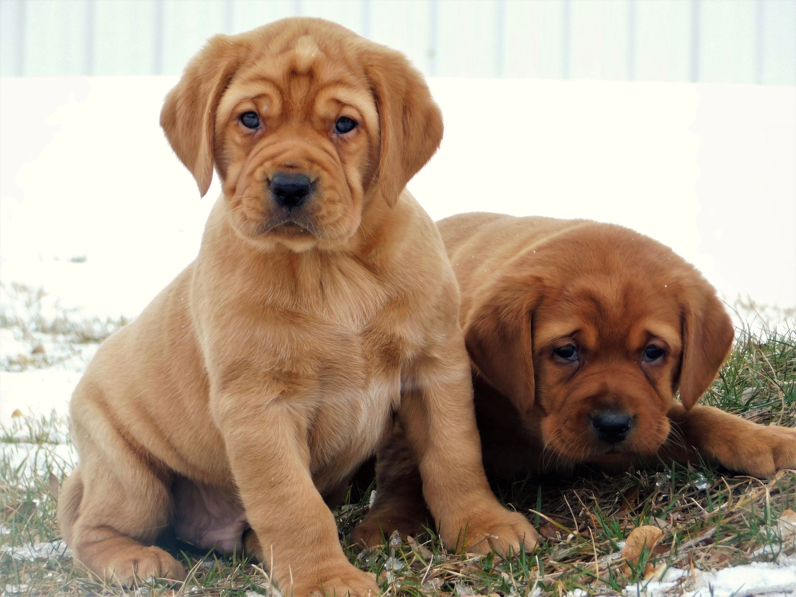 Red British Labs