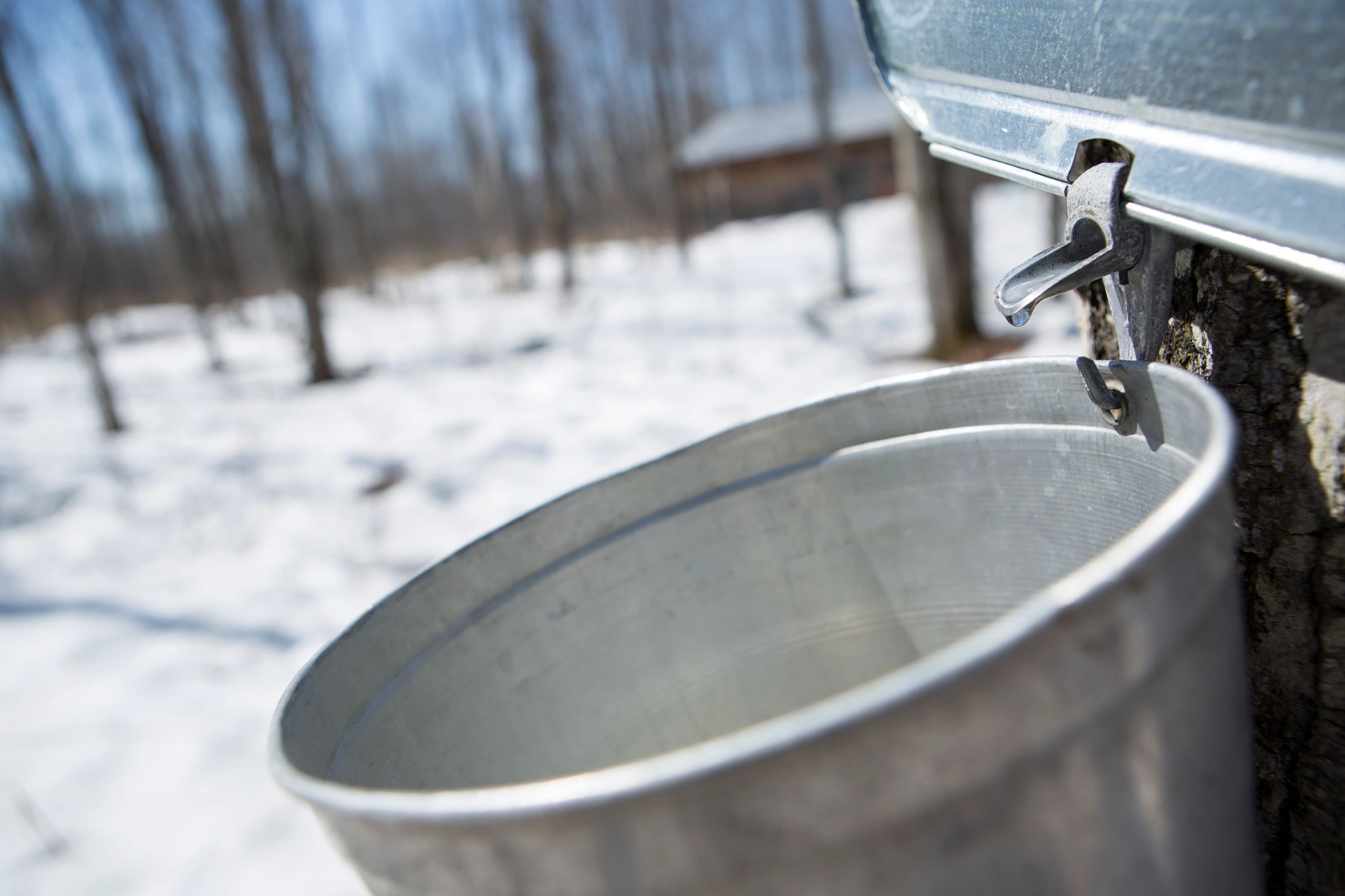 Érablière du Cap | Érablière du Cap