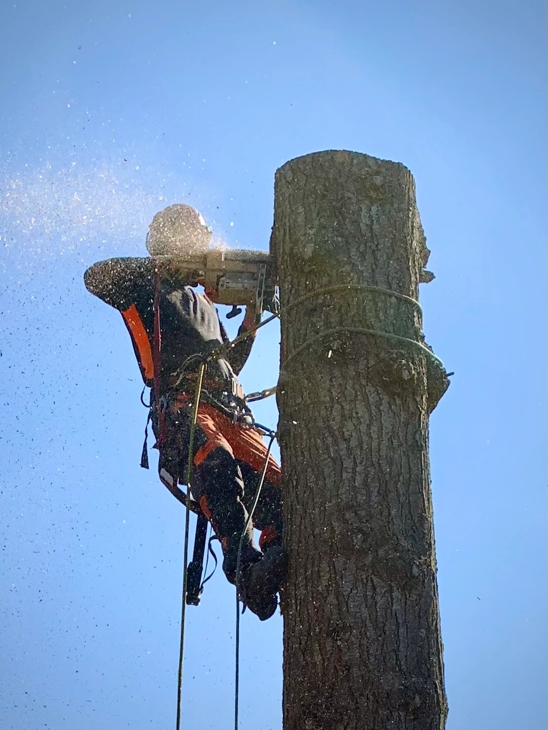 Tree Removal - AJR Tree Surgery