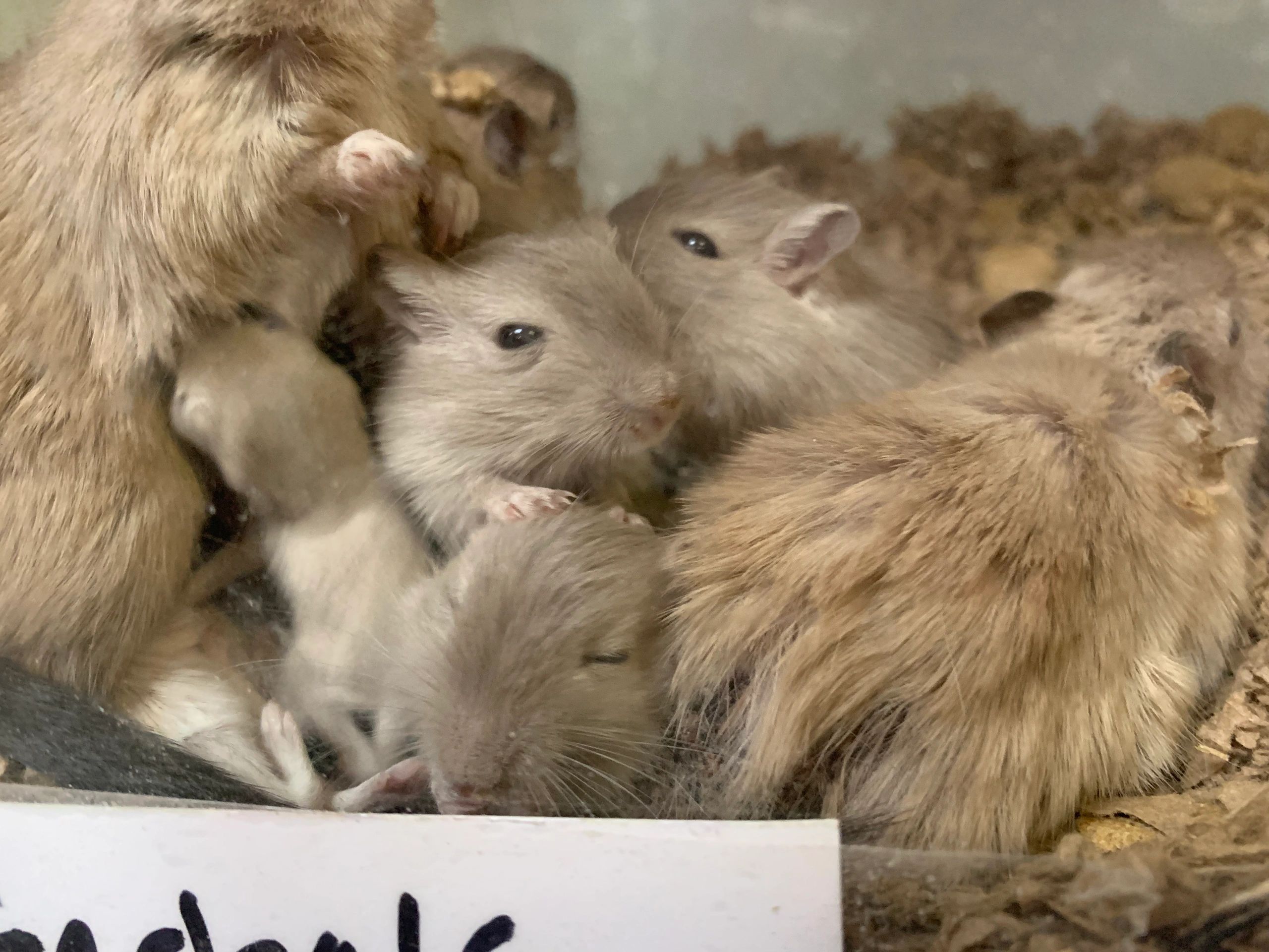 Pet Foods & Backyard Chicken Supplies in Garland - Roach Feed