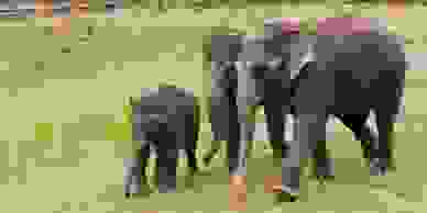 Elbridge Free Library | Elbridge Free Library