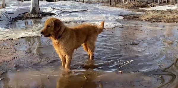 Our Goldens
