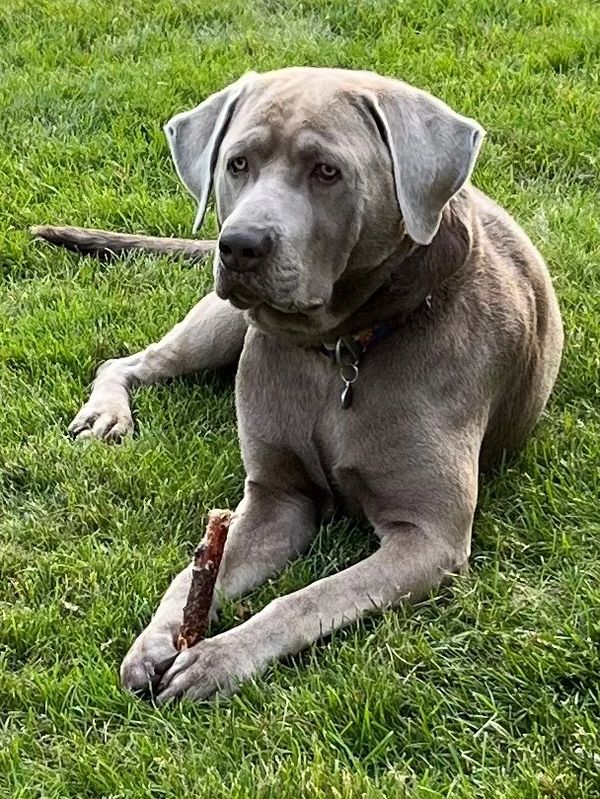 Silver Shore Labradors