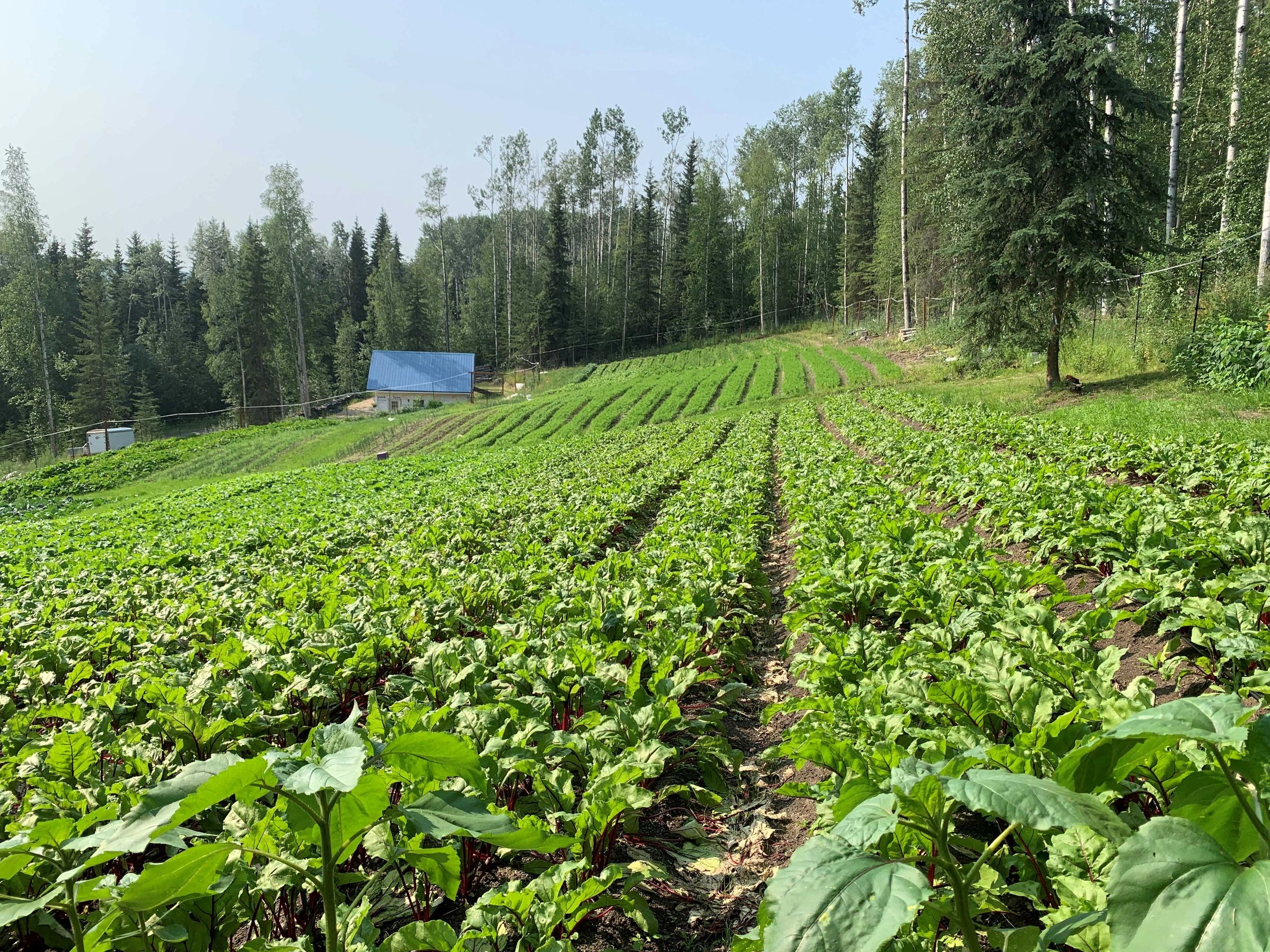 Local Winter Vegetables | Offbeet Farm
