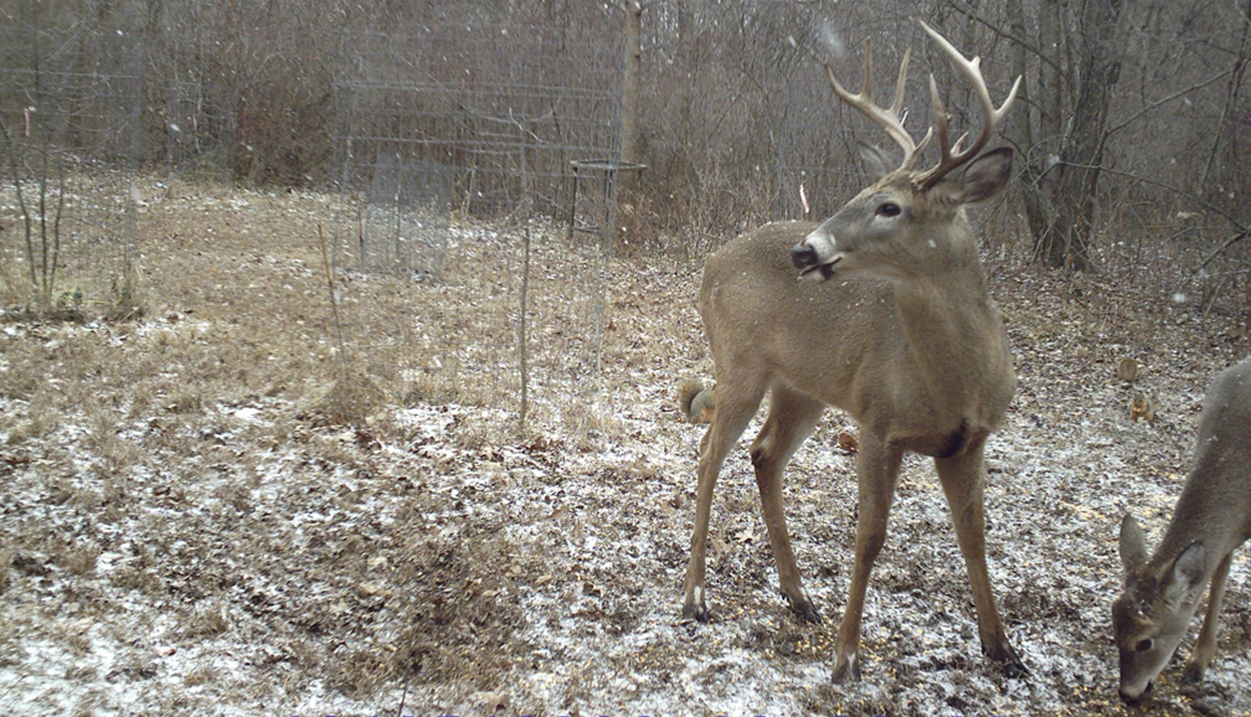 Whitetail Deer - Whitetail Deer Research L.L.C.