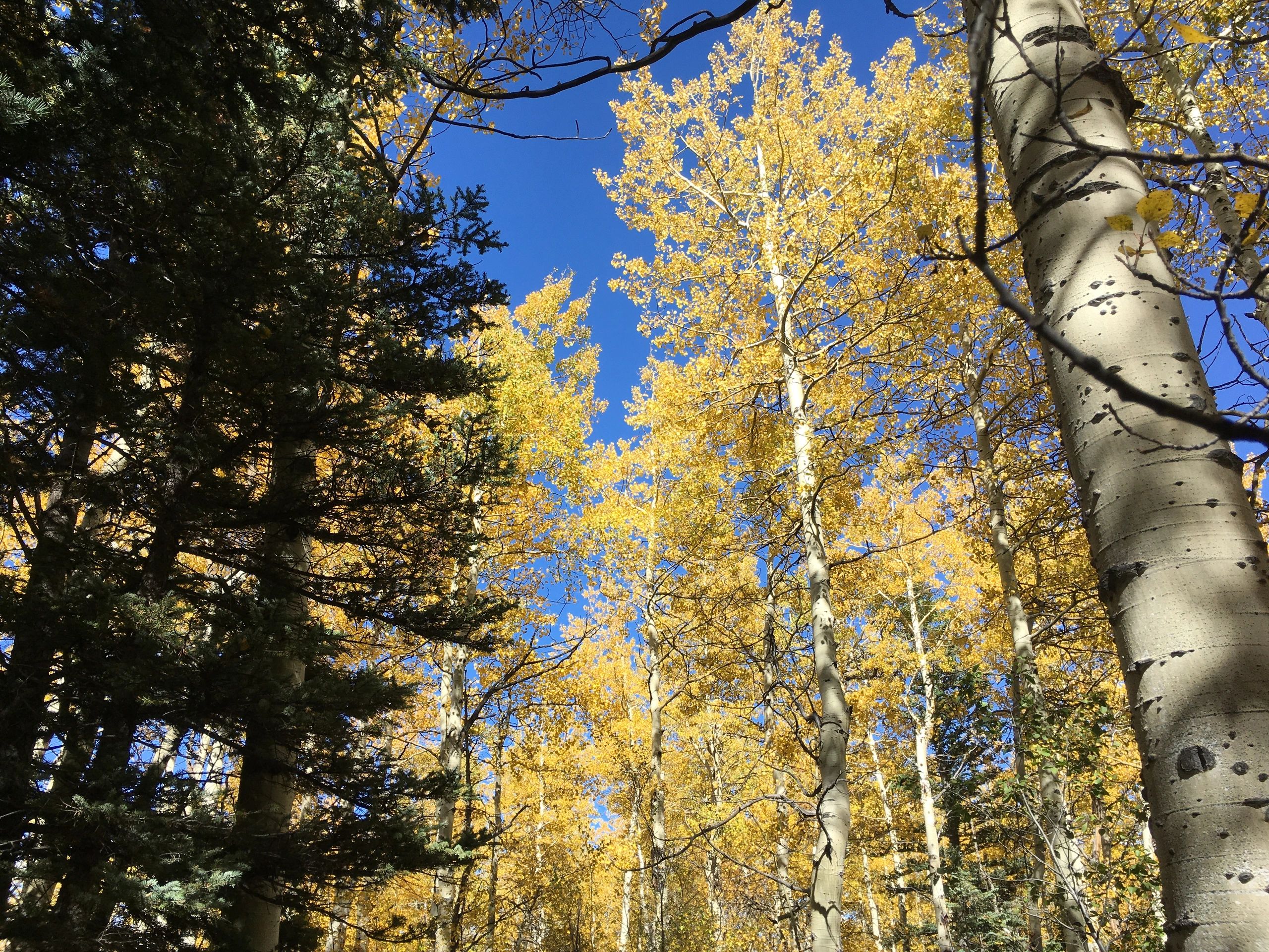 Respite Retreats: What and Why?