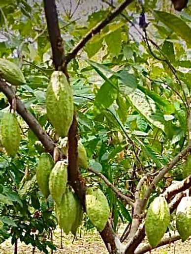 Rare Venezuelan Criollo Cocoa Beans - Don Miguel UK