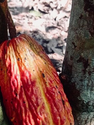 Rare Venezuelan Criollo Cocoa Beans - Don Miguel UK