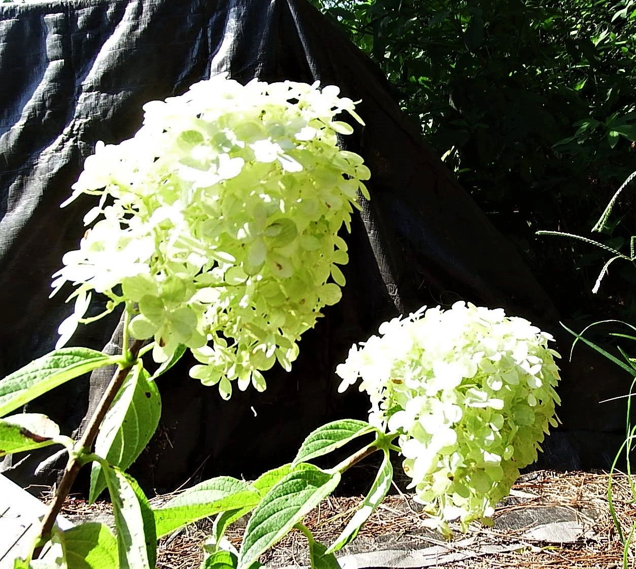 Silver dollar hydrangeas
