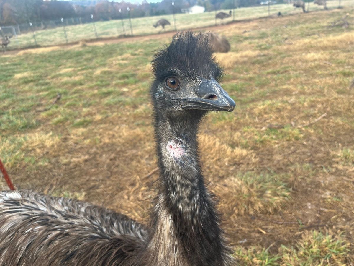 Other emu