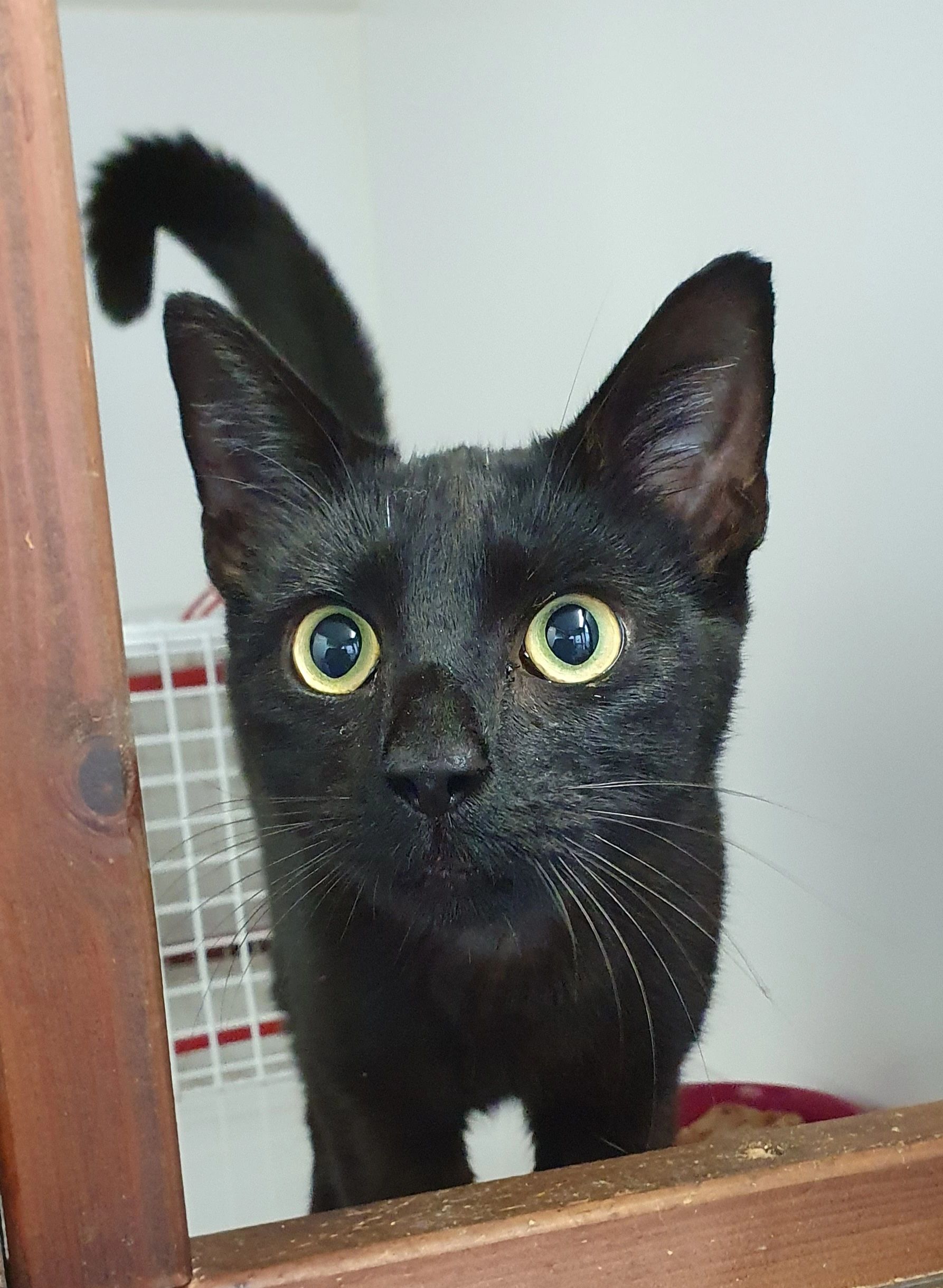 Cats For Adoption | West Cumbria Cats Rehab
