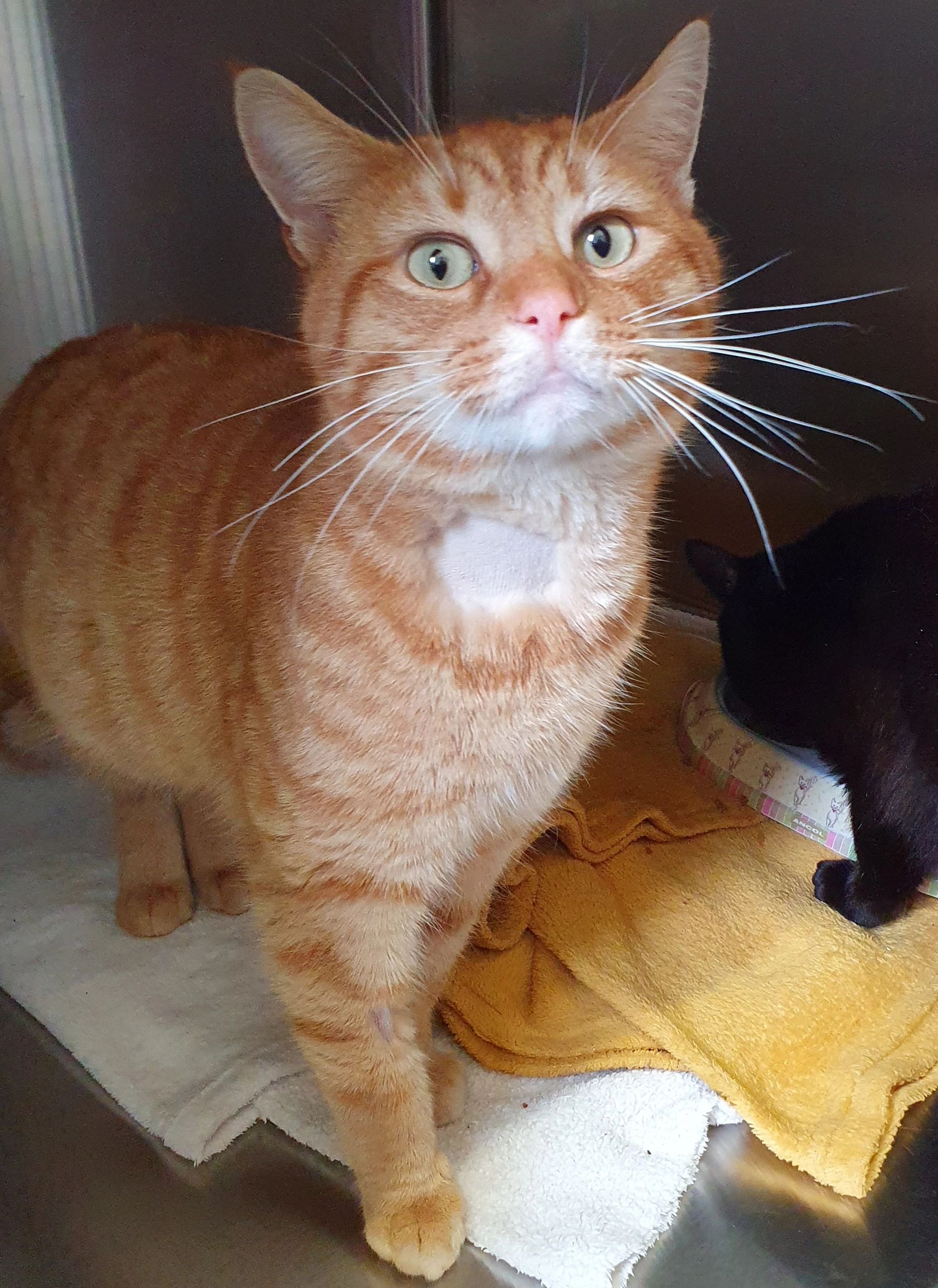 West Cumbria Cats Rehab