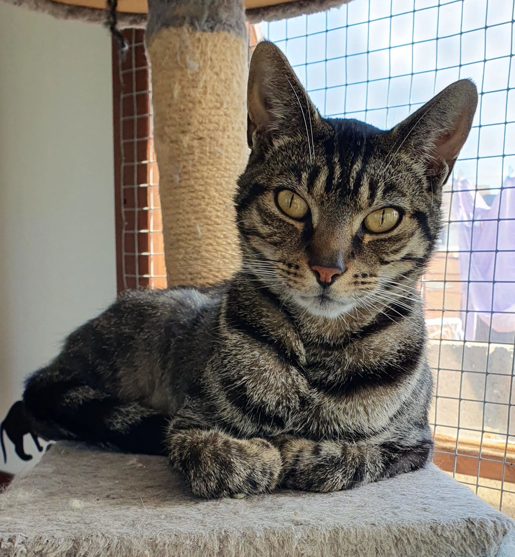 Cats For Adoption | West Cumbria Cats Rehab