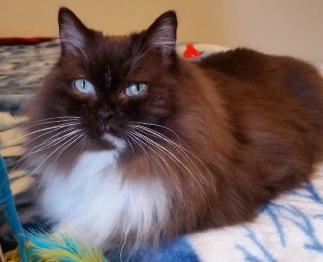 West Cumbria Cats Rehab