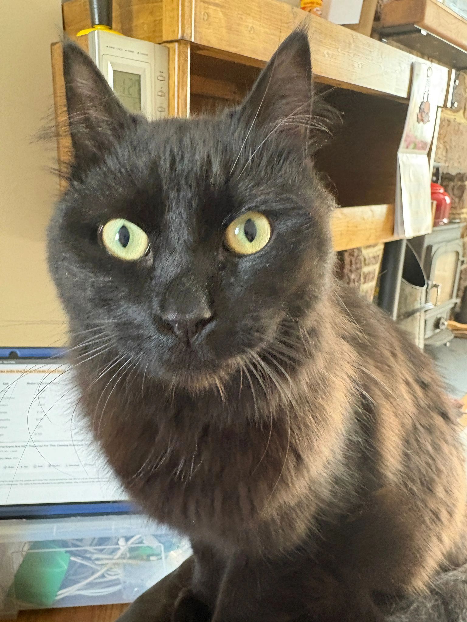 West Cumbria Cats Rehab