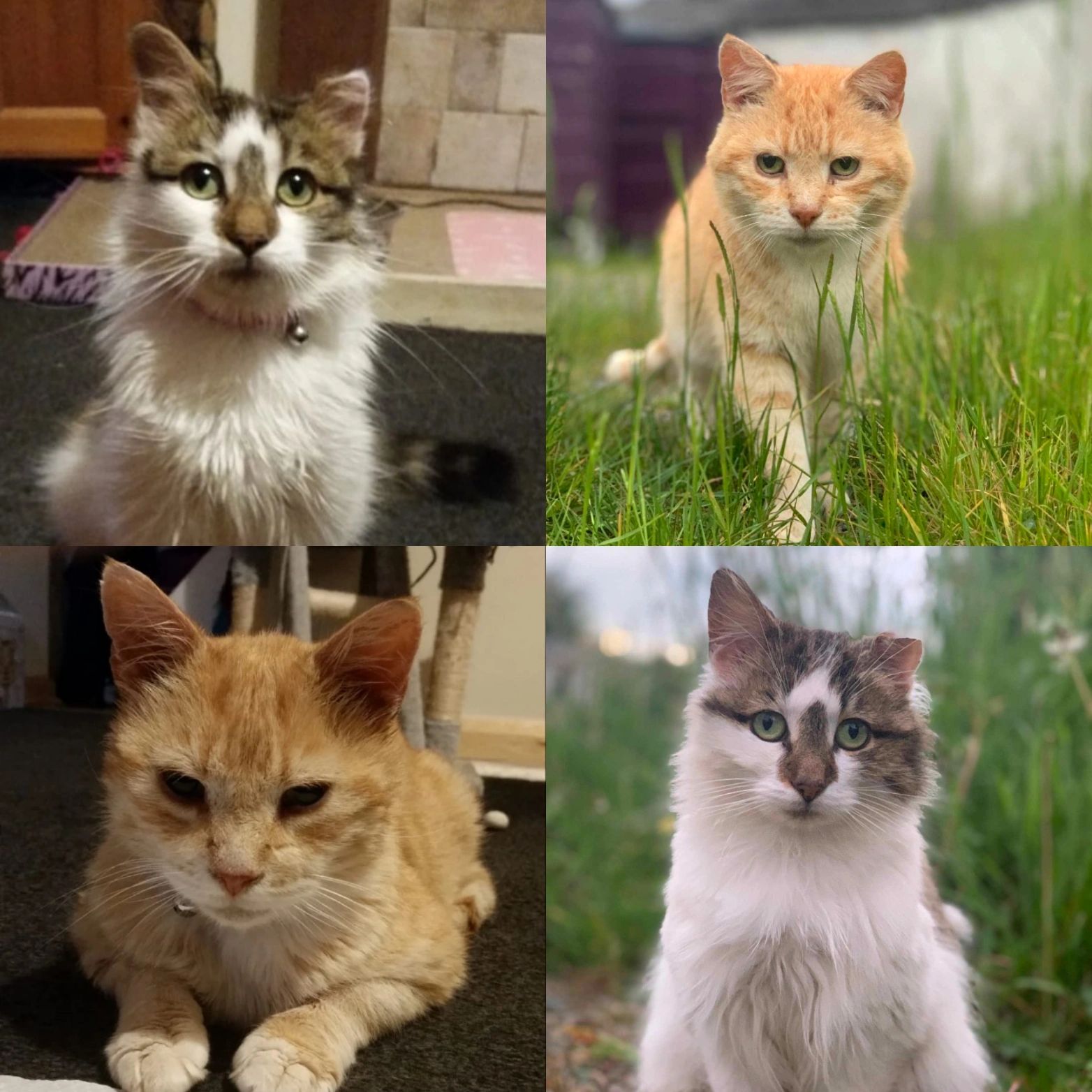 Cats For Adoption | West Cumbria Cats Rehab