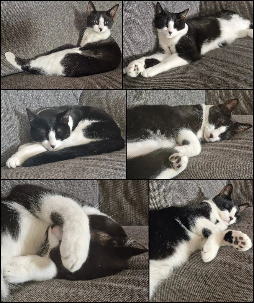 West Cumbria Cats Rehab