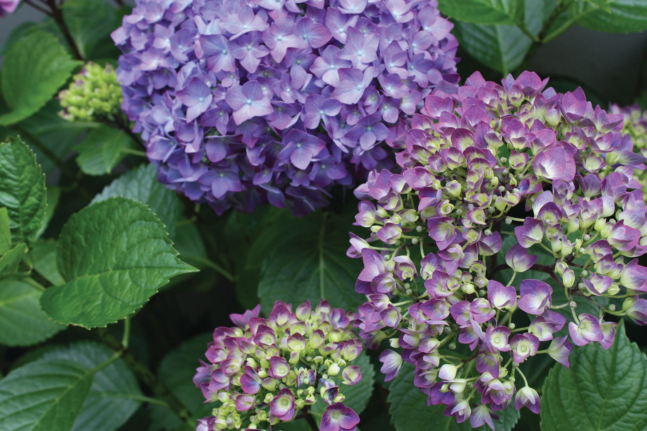 Bellevue One Condo Apartments