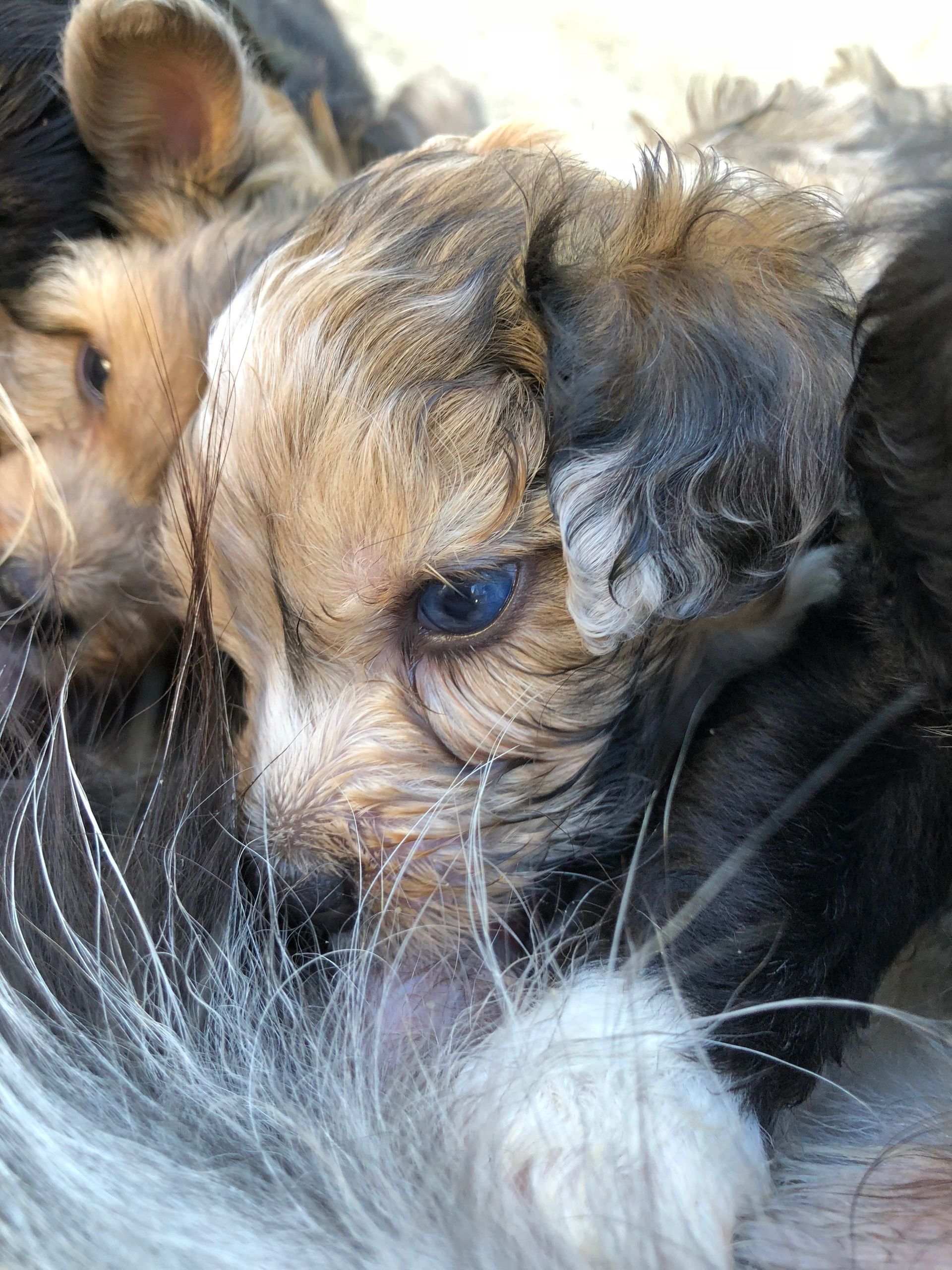 NuVet Supplements | Mini AussieDoodle Puppies