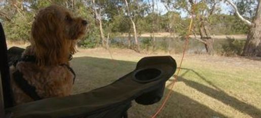 Zippet - Premium Dog Restraint Systems