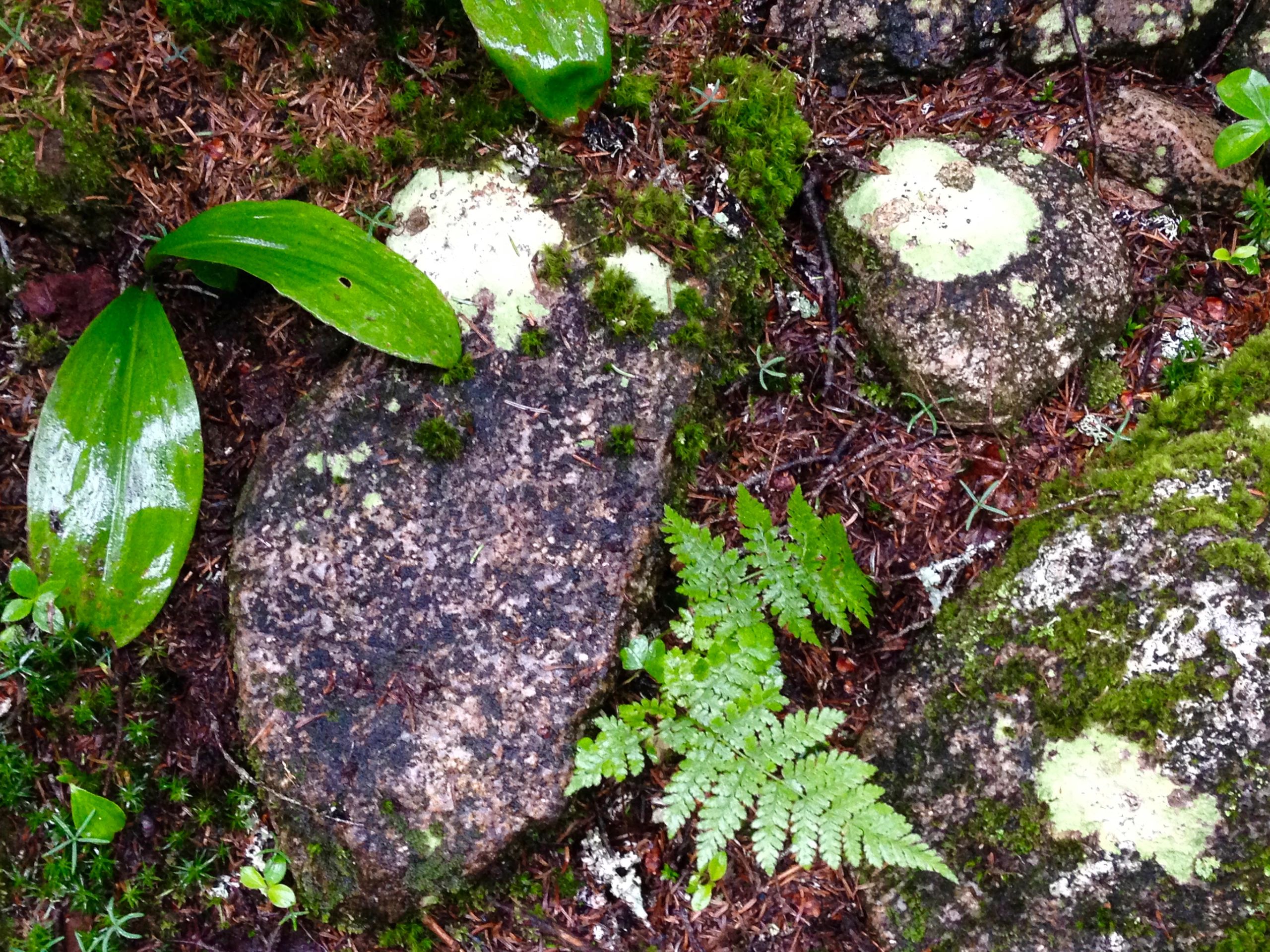 Winifred Dunn Kearns LCSW