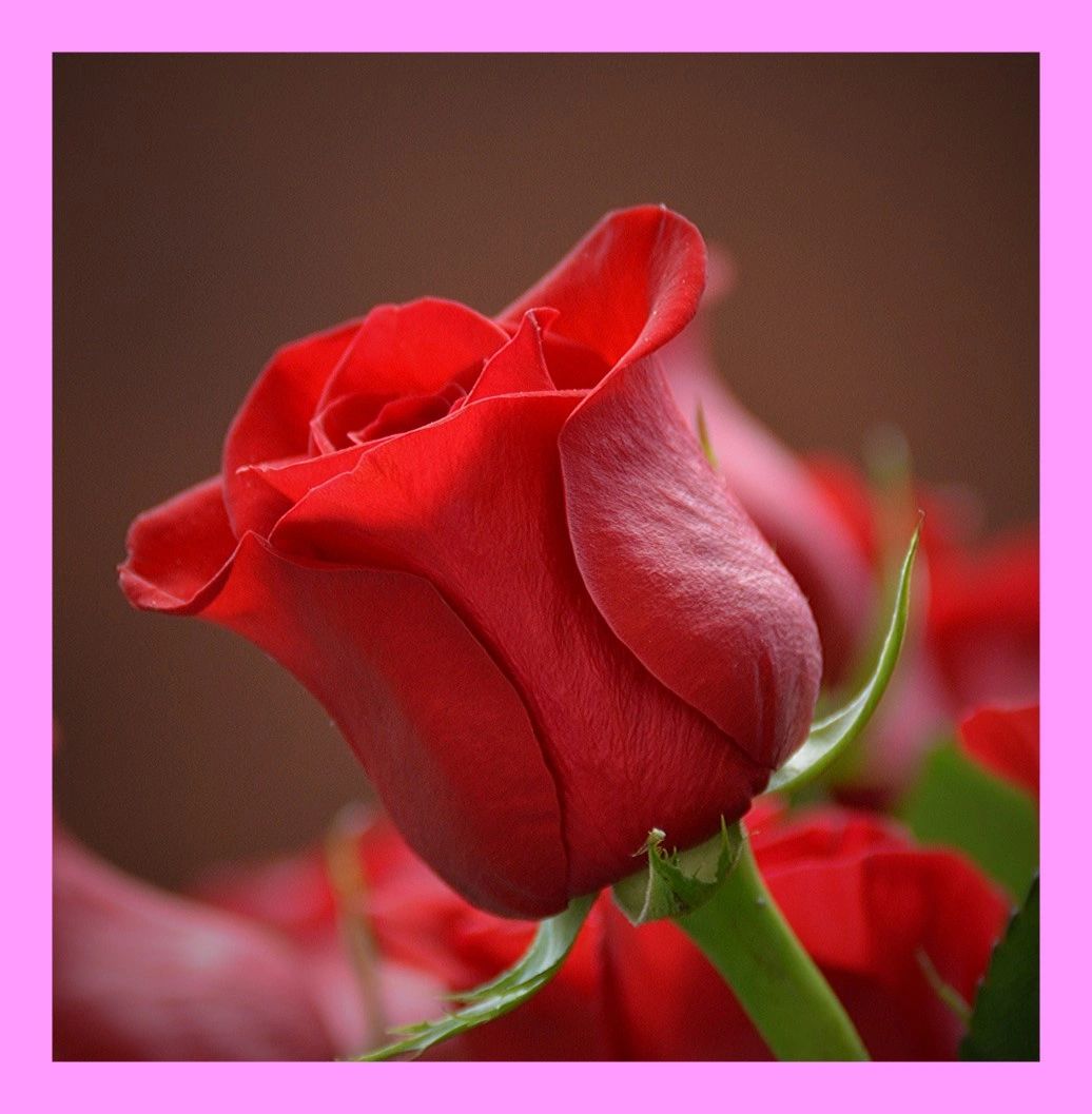 Rose Scented Simmering Salts