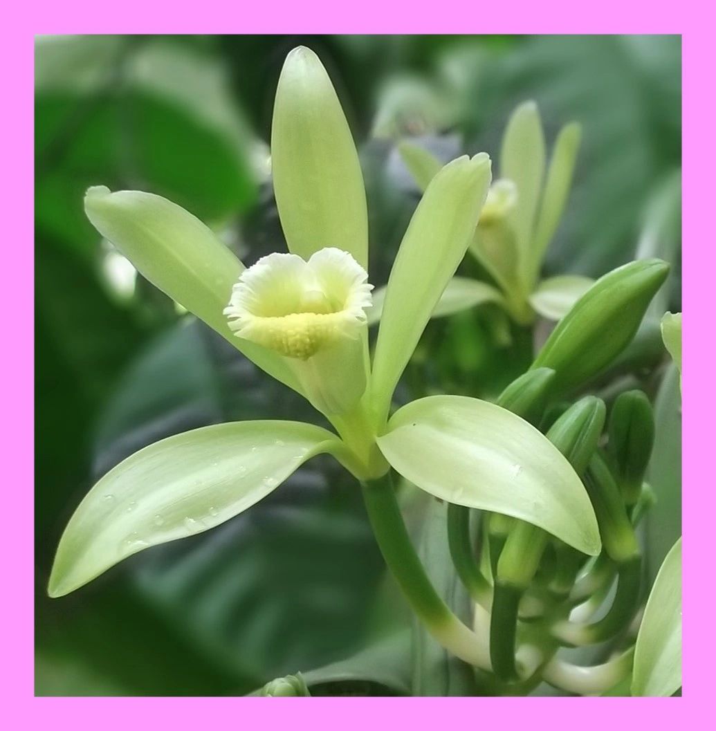 Vanilla Scented Simmering Salts