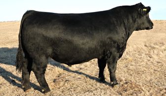 Black Sires | Miller Wilson Angus