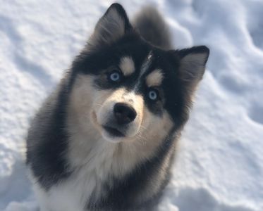Clover Ridge Pomskies - Dog Breeder, Pomsky Breeder
